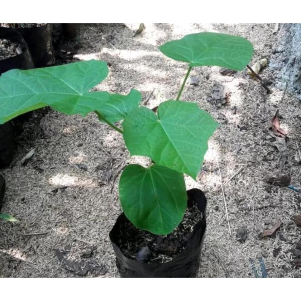 Jual MDH NEW! BIBIT POHON JARAK PAGAR - TANAMAN BUAH DAN DAUN HERBA ...