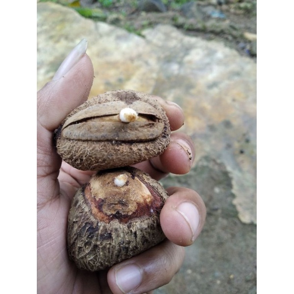 Jual BARU BIBIT POHON PICING BIJI PICUNG/POHON KELUWEK/KELEWEK SUDAH ...