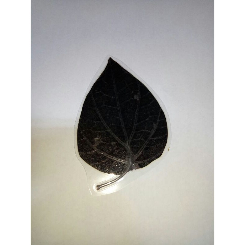 Jual daun daon sereh serai hitam original bukan kembang serai sereh ...