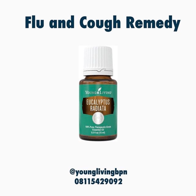 Jual Eucalyptus Radiata untuk Batuk Pilek dan Gangguan Pernapasan | Shopee Indonesia