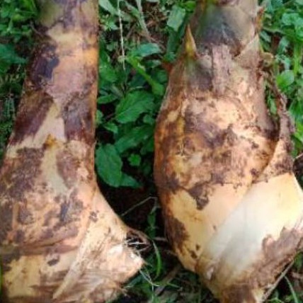 Jual Rebung bambu kuning,untuk batu ginjal (1kg) | Shopee Indonesia