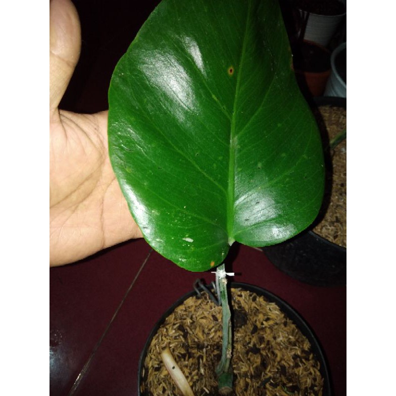 Jual monstera variegata | Shopee Indonesia