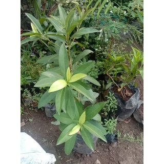 Jual tanaman lempeni Harga Terbaik & Termurah Maret 2026 | Shopee Indonesia