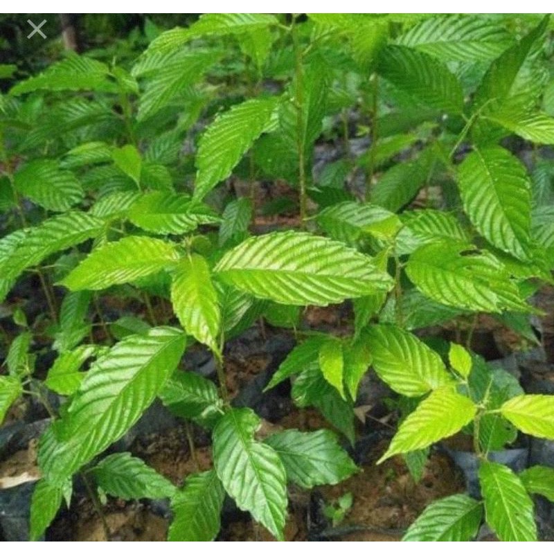 Jual daun kayu afrika | Shopee Indonesia