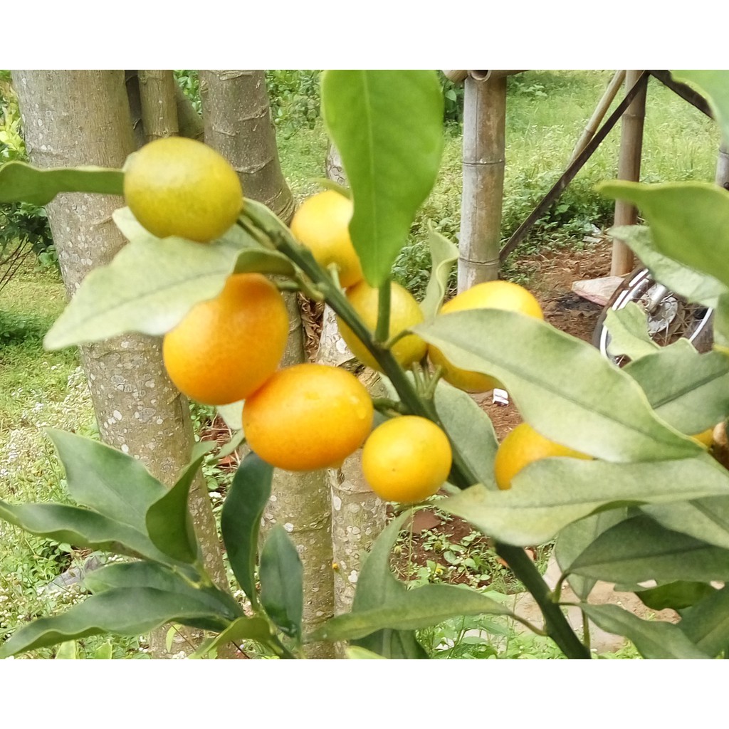 Jual Jeruk Nagami Jeruk unik asal Jepang | Shopee Indonesia