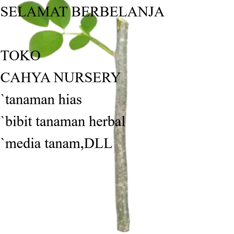 Jual PROMO Bibit pohon gamal 1kg untuk rambat vanili cutting stek ...