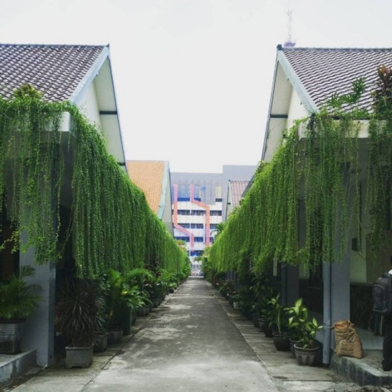 Jual Ragam'S: Paket 50 batang Tanaman hias Lee Kwan yew -li Kuan yu ...