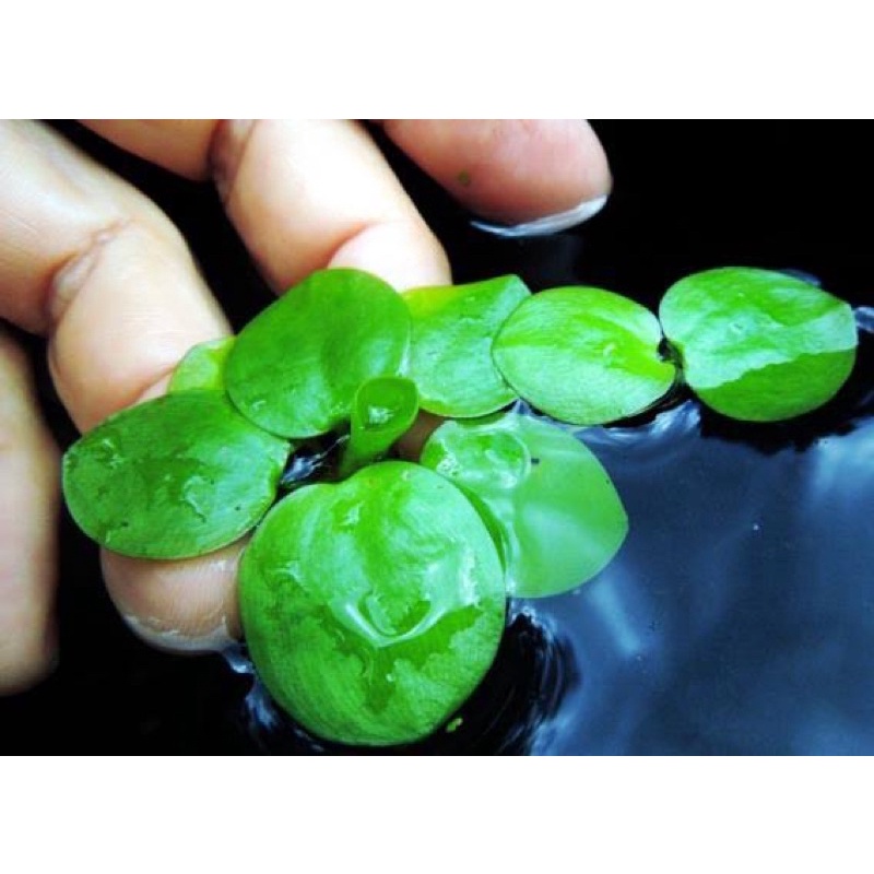 Jual amazon frogbit tanaman apung hiasan aquarium | Shopee Indonesia