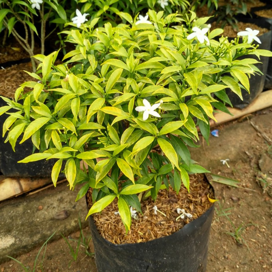 Jual BUNGA ROMBUSA | TANAMAN HIAS ROMBUSA SUDAH BERBUNGA | BUNGA ...