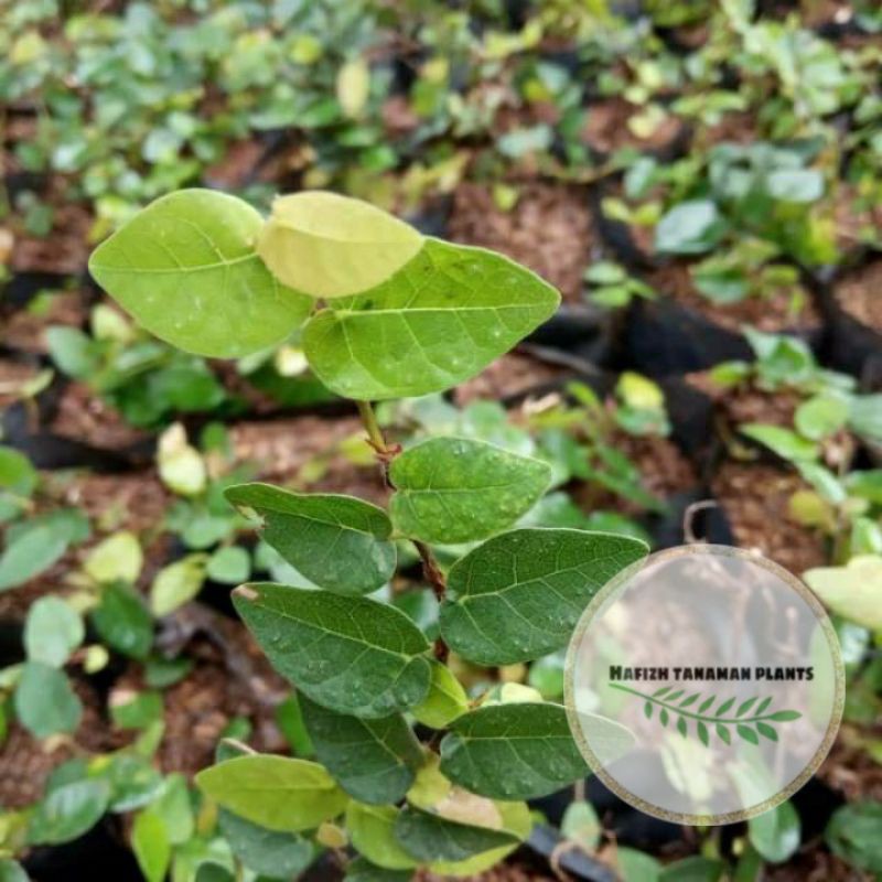 Jual ( BISA COD) Tanaman Rambat Dolar Kecil - Pohon Dolar Daun Kecil ...