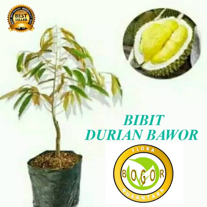 Jual BIBIT POHON TANAMAN BUAH DURIAN BAWOR MAS KAKI 1 TUNGGAL | Shopee Indonesia