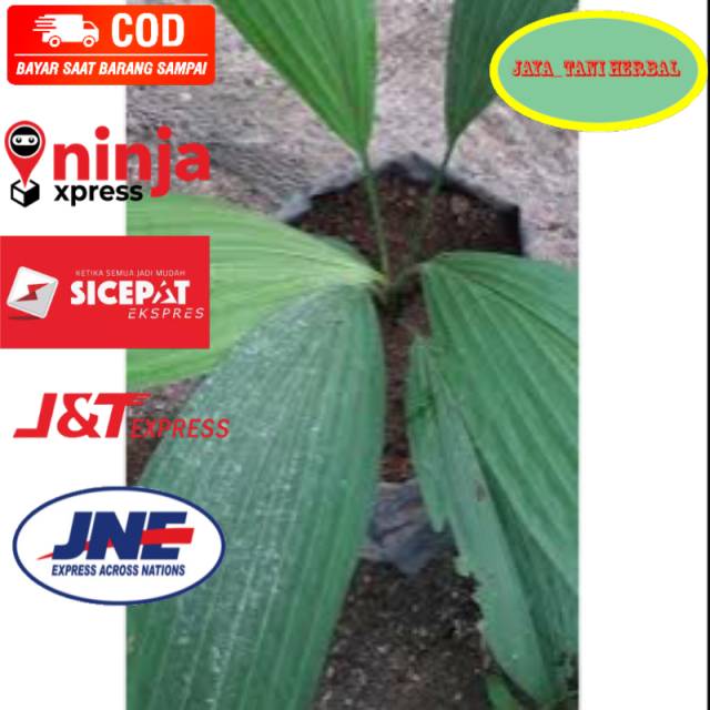 Jual Jaya_tani herbal Bibit tanaman pohon marasi/buah lemba organik ...