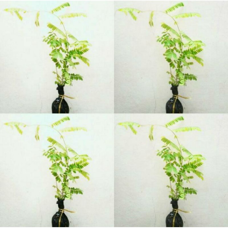 Jual Tanaman saga rambat tanaman saga manis | Shopee Indonesia