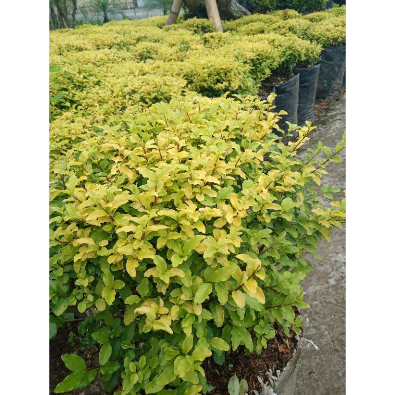 Jual TANAMAN LEGISTRUM | Shopee Indonesia