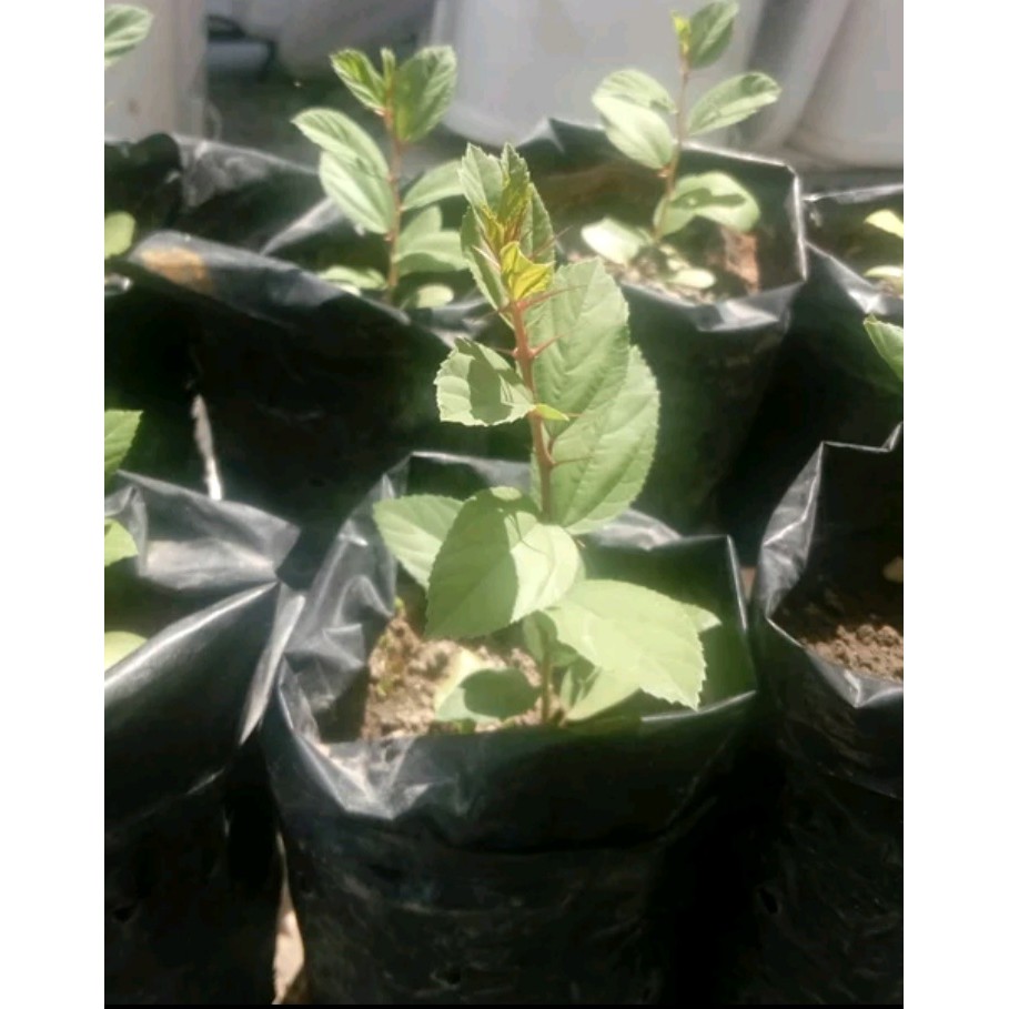 Jual Bibit Bidara Arab | Shopee Indonesia