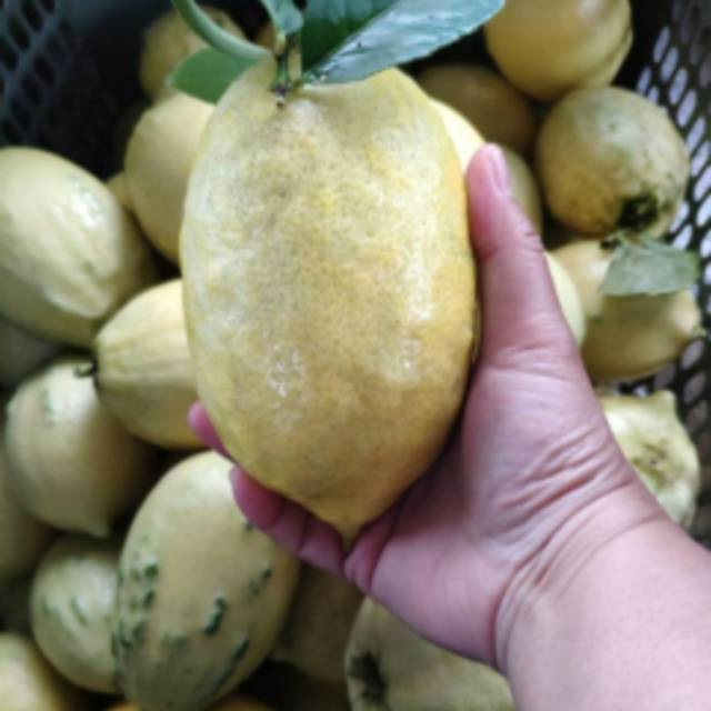 Jual Jeruk Pepaya (Jerpaya) | Shopee Indonesia