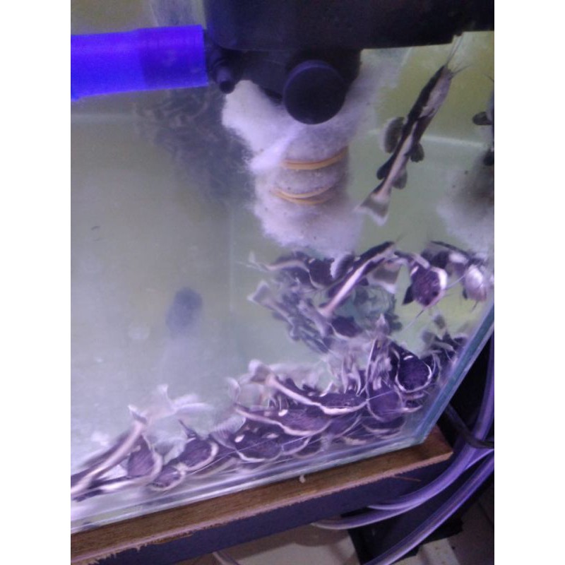 Jual Baby RTC / Red Tail Catfish | Shopee Indonesia