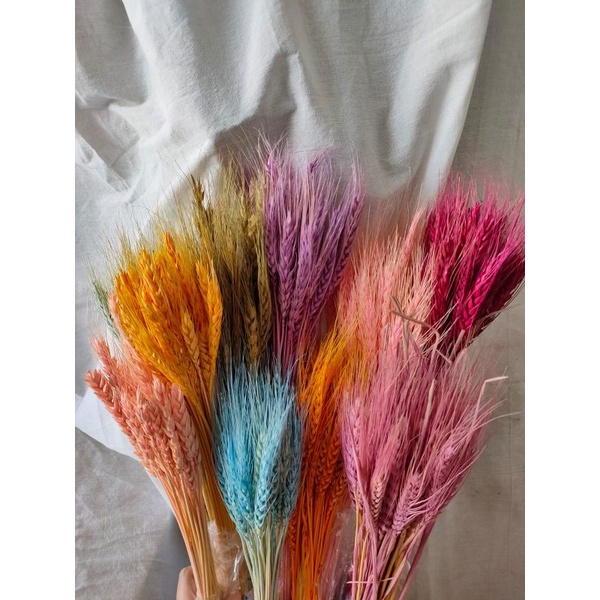 Jual Preserved Wheat / Gandum Padi Preserved / Bunga Awetan / Dried ...