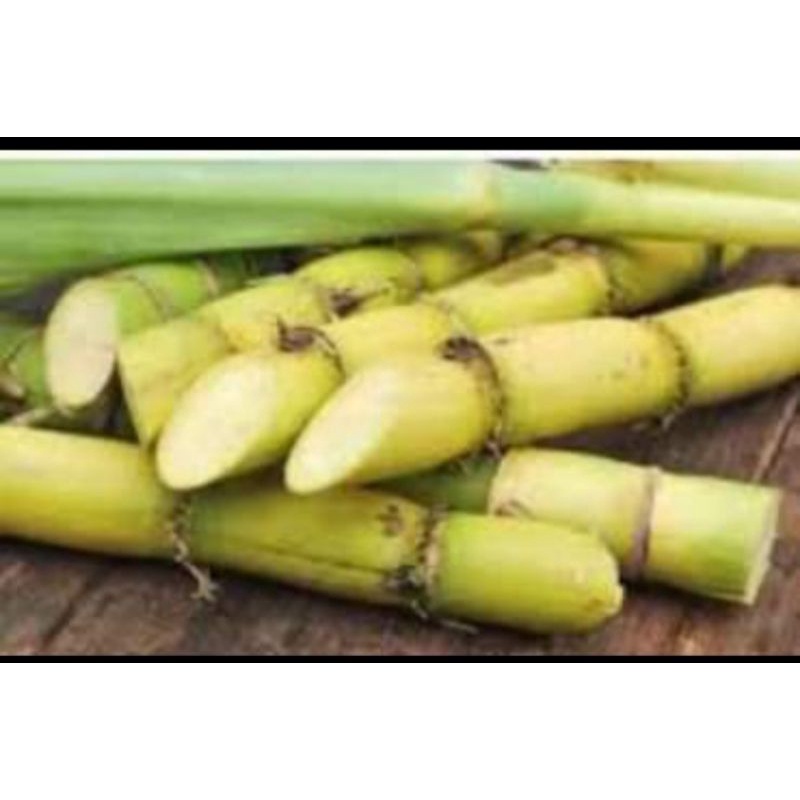 Jual Bibit Stek Batang Tebu Kuning Per Batang | Shopee Indonesia