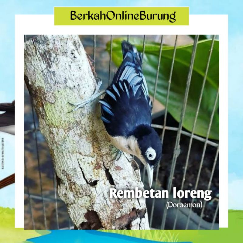 Jual Burung Doraemon Bahan Rawatan pilihan | Shopee Indonesia