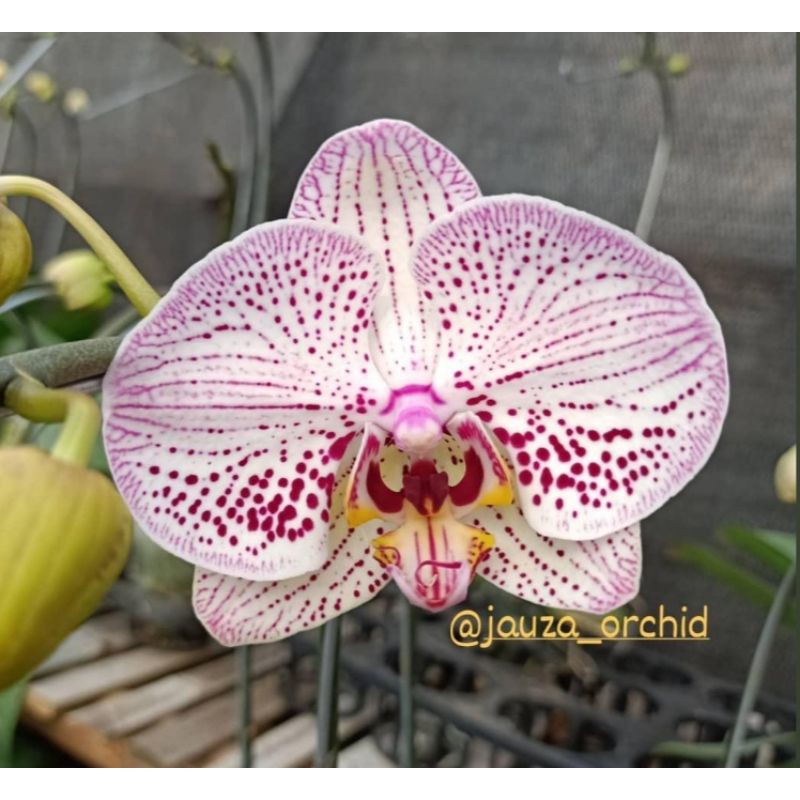 Jual ANGGREK BULAN PUTIH GARIS PINK | Shopee Indonesia