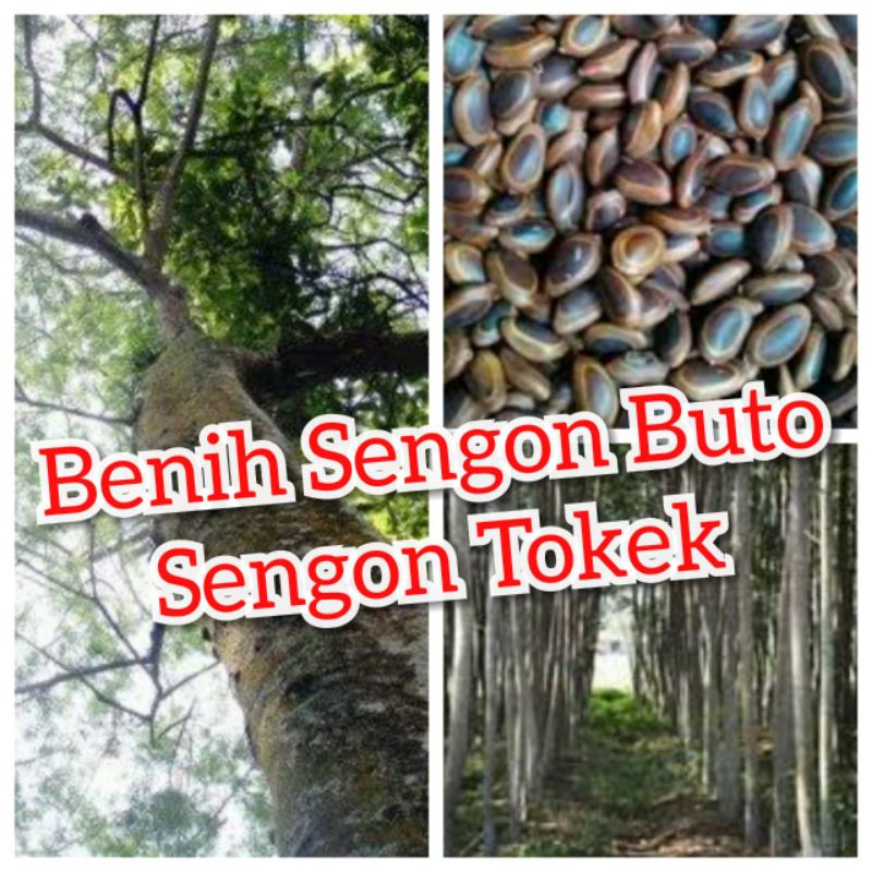Jual BIJI BENIH SENGON BUTO 10 & 20 GRAM | Shopee Indonesia