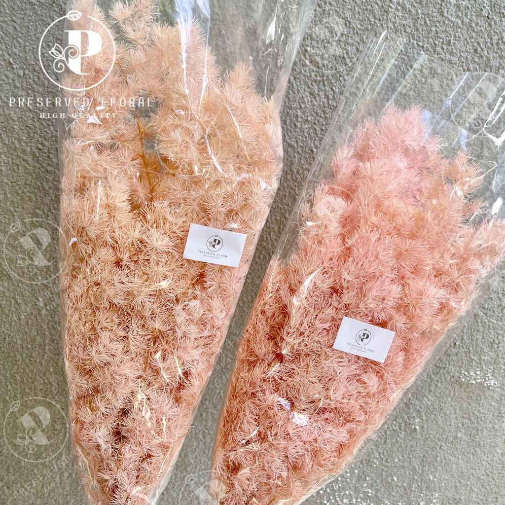 Jual Preserved Asparagus Flower/ Bunga Asparagus Kering/ Bunga Asli ...