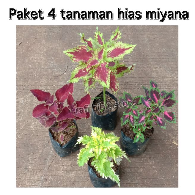 Jual Paket 4 jenis tanaman hias Miyana - tanaman hias Miyana - Miyana - tanaman miyana | Shopee ...