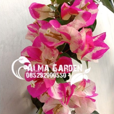 Jual Bugenvil Citra India (bibit) | Shopee Indonesia