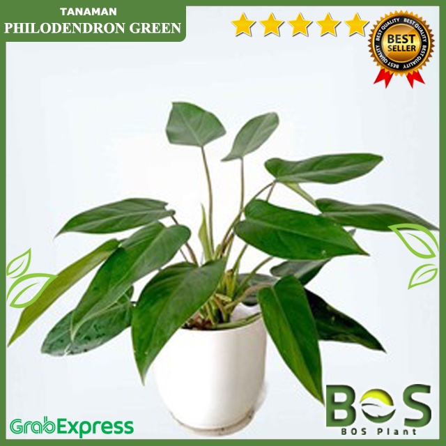 Jual BOS PLANT TANAMAN HIAS INDOR PHILODENDRON GREEN EMERAL (BISA COD ...