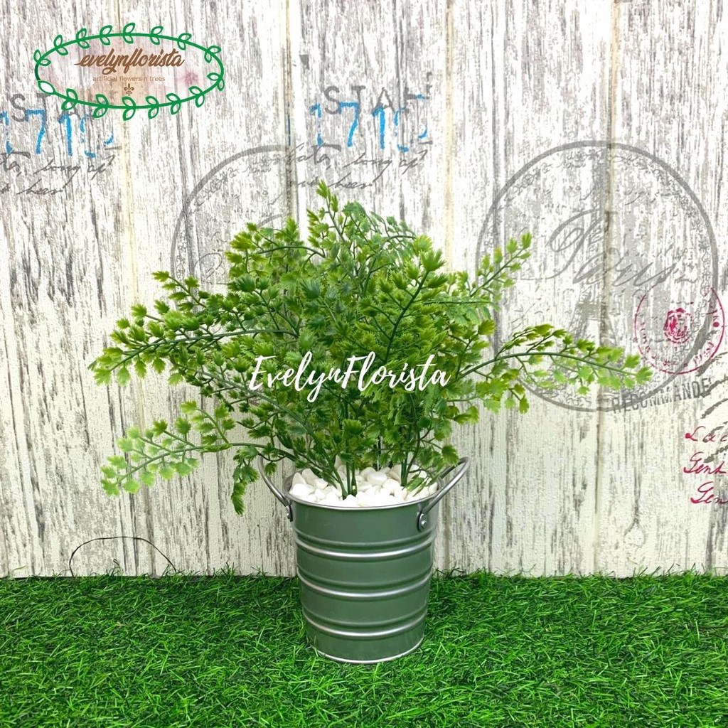 Jual Tanaman Hias Daun Duri Tapak Ikan Pari Coriander Ketumbar Latex ...