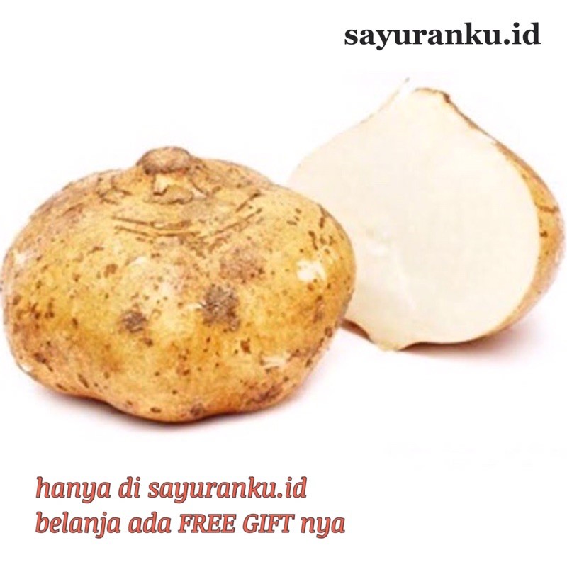 Jual bengkuang segar/ bengkoang segar - 1 kg | Shopee Indonesia