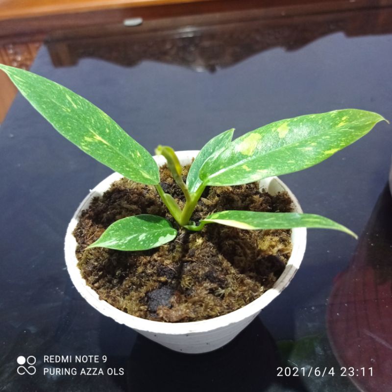 Jual philo ring of fire (caramel marble) | Shopee Indonesia