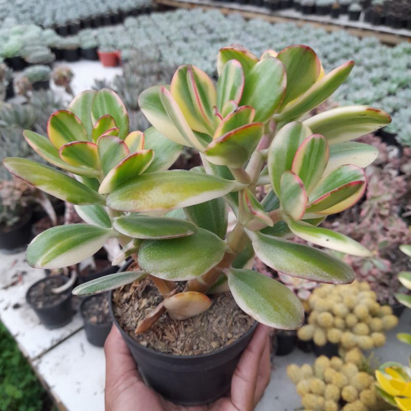 Jual Tanaman Hias Sukulen Jade Plant Cluster Variegata | Shopee Indonesia