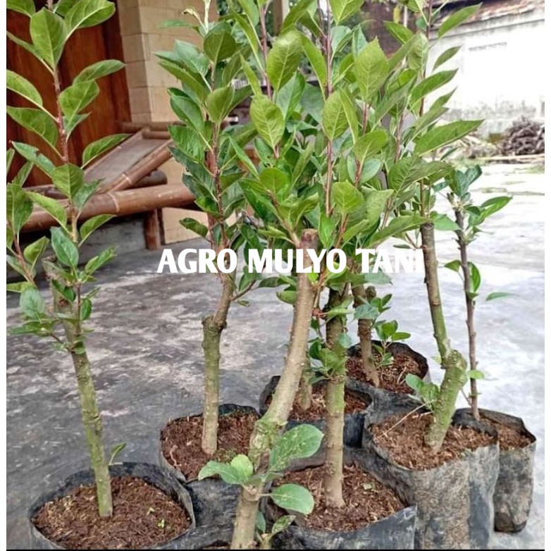 Jual bibit apel ana merah hasil cangkok cepat berbuah | Shopee Indonesia