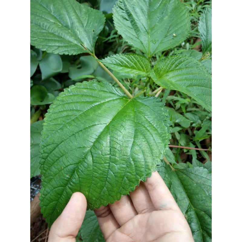 Jual Daun pulus Herbal per bungkus /pack 50 gr | Shopee Indonesia