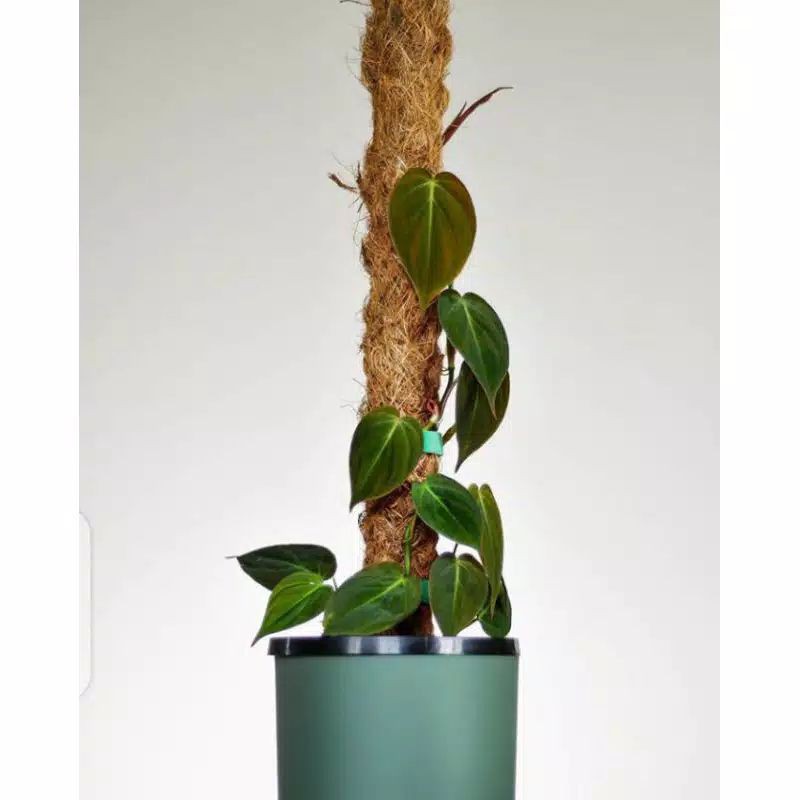 Jual Tanaman hias rambat phillo mican/phillodendron | Shopee Indonesia
