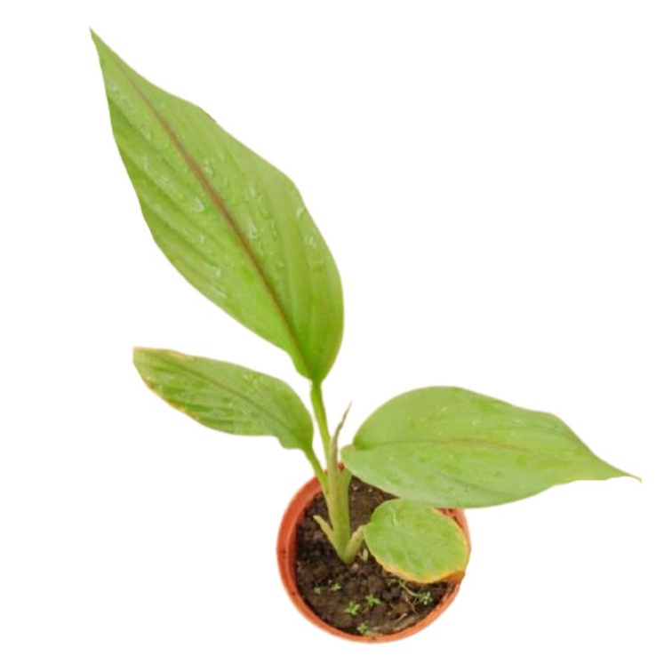 Jual Jual Bibit temu putih kunyit temu putih curcuma zedoria | Shopee ... Jual Jual Bibit temu putih kunyit temu putih curcuma zedoria | Shopee ...