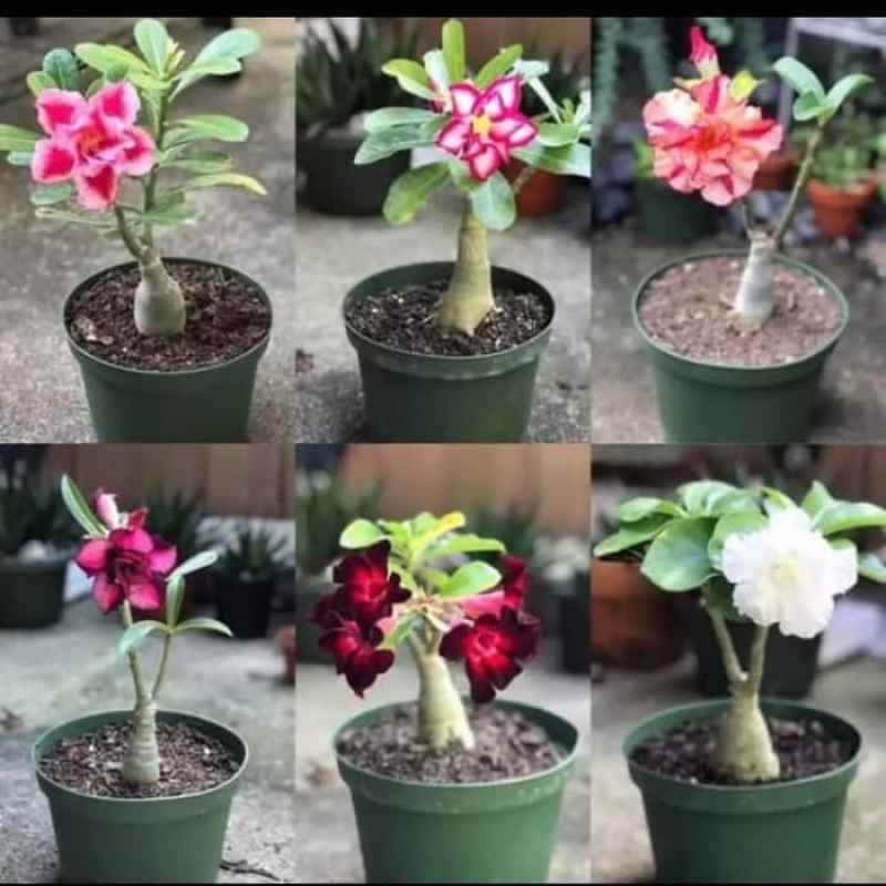 Jual Kedai Benih Bibit Bunga Adenium Mix ~ 5 Biji | Shopee Indonesia