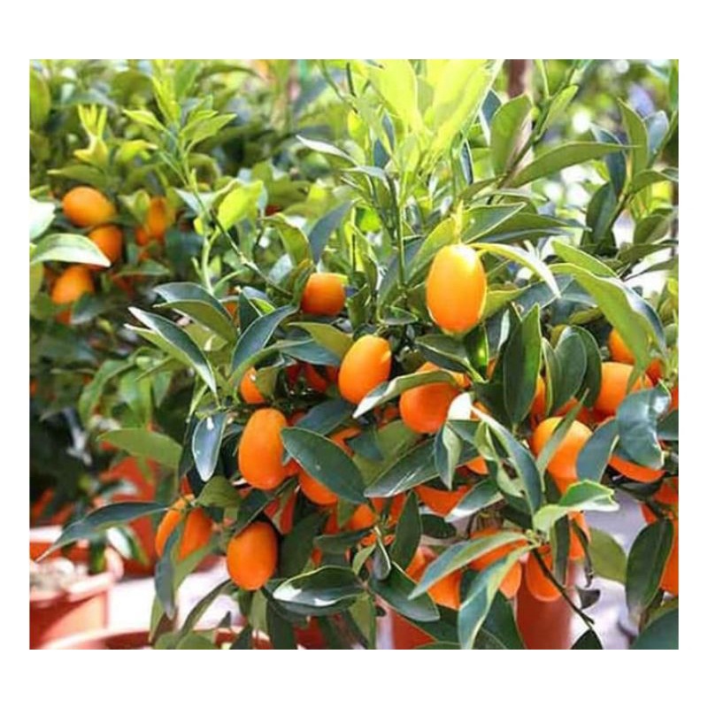 Jual pohon buah jeruk nagami kondisi sudah berbuah lebat | Shopee Indonesia