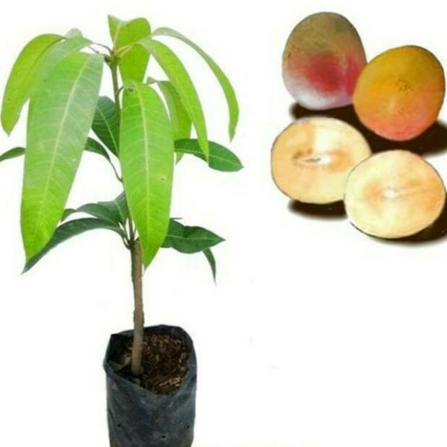 Jual Bibit Mangga Agrimania | Shopee Indonesia