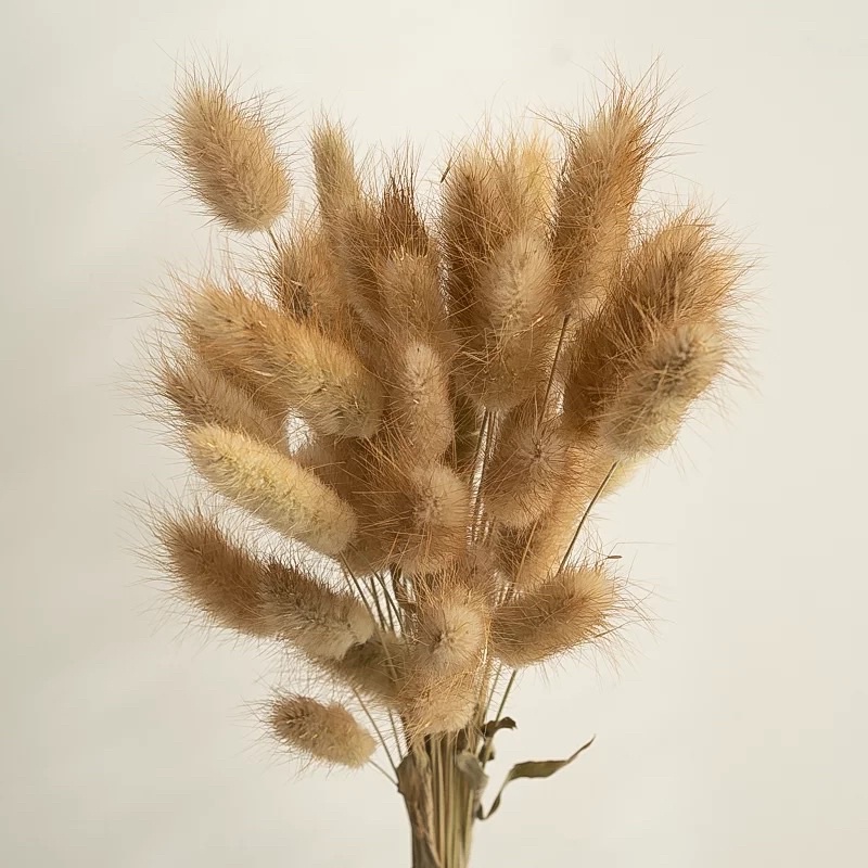 Jual [10 PCS] Bunny Tail Dried Flower Natural IMPORT | Bunga Kering ...