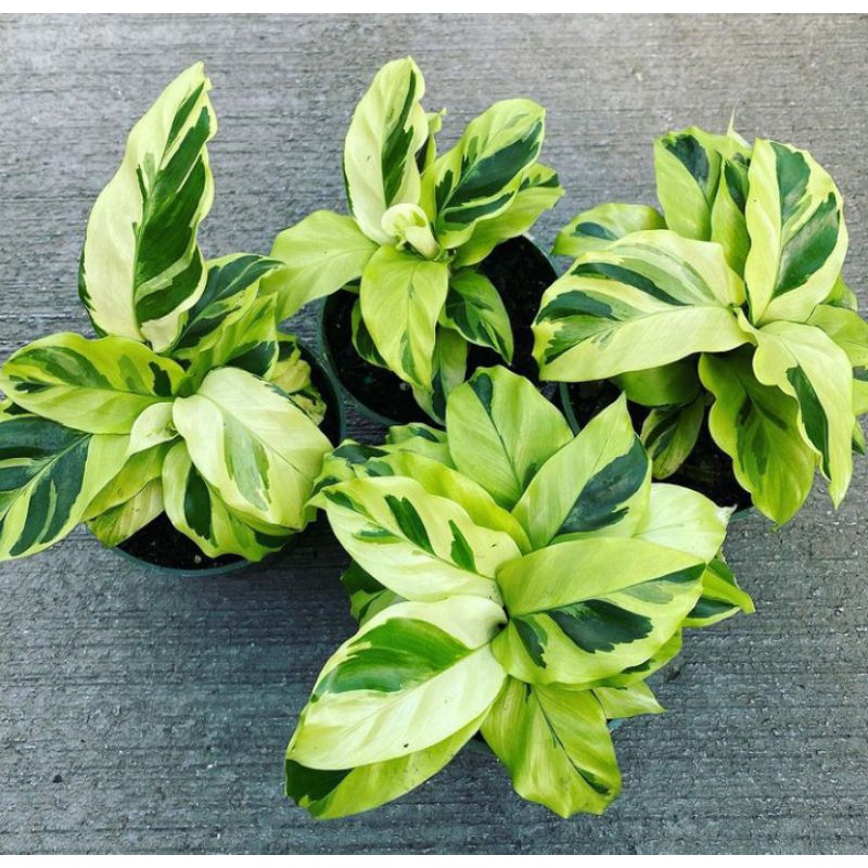 Jual calathea lemon fussion (PROMO) | Shopee Indonesia