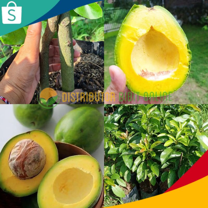 Jual Bibit Alpukat MENTEGA Jumbo Tinggi 1 Meter Up Batang Besar Cepat ...