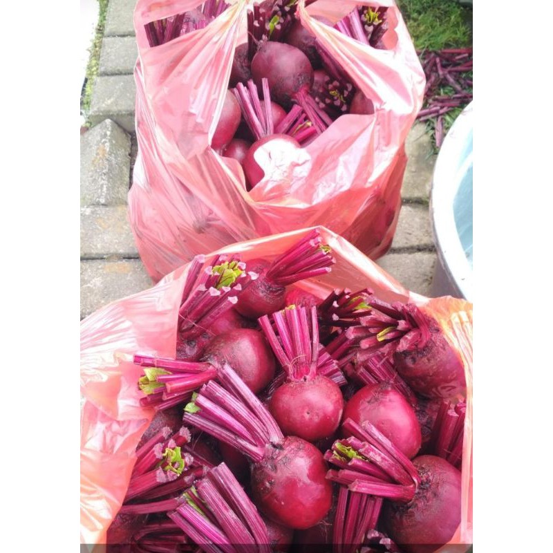 Jual Buah beetroot segar 1kg (gratis packing kardus) | Shopee Indonesia