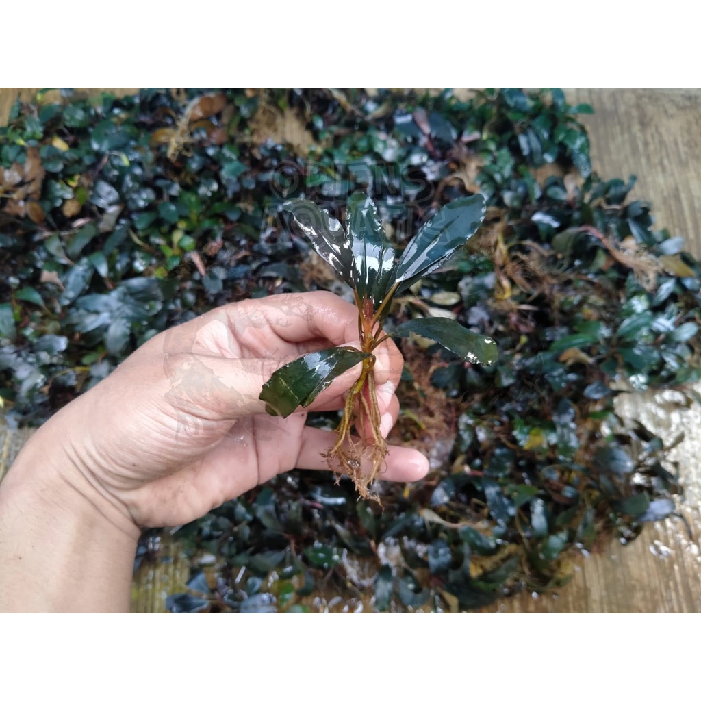 Jual Tanaman Aquascape - Bucephalandra SP Dark Brownie (Per Batang ...