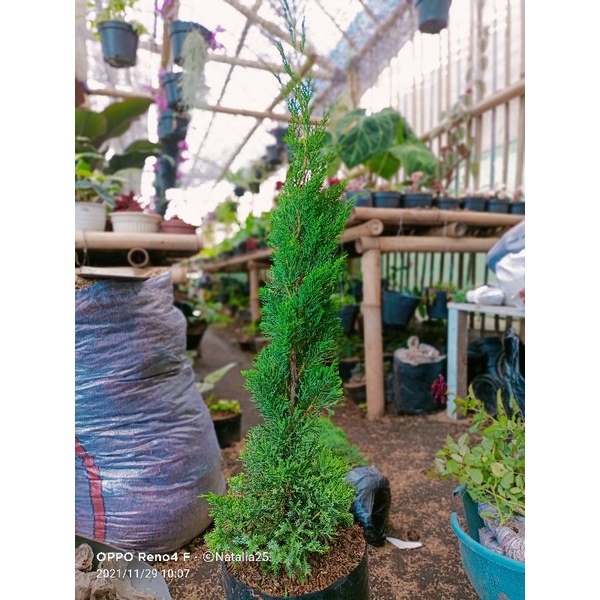 Jual Pohon Cemara Pua Pua tinggi 100 cm murah | Shopee Indonesia