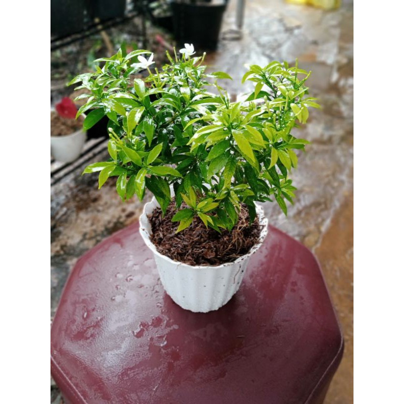 Jual Sabrina tanaman hias rombusa mini | Shopee Indonesia