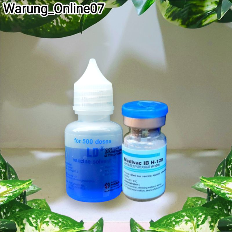 Jual Vaksin Medivac IB - H 120 Dosis 500 Ekor Vaksin Ayam Mencegah ...