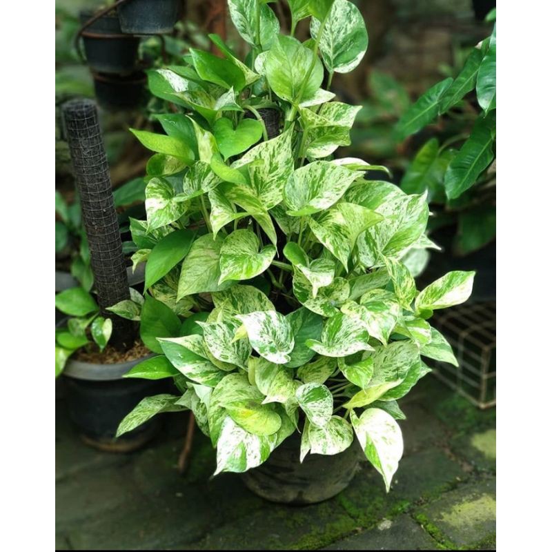 Jual Tanaman Sirih Belanda Putih - Kecantikan Alami dan Kesehatan untuk ...